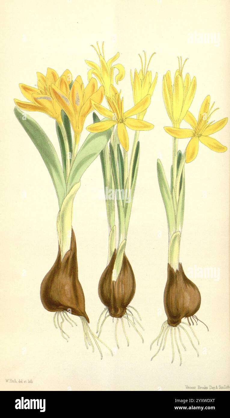 Curtis's Botanical Magazine London New York Botanical Illustration ...