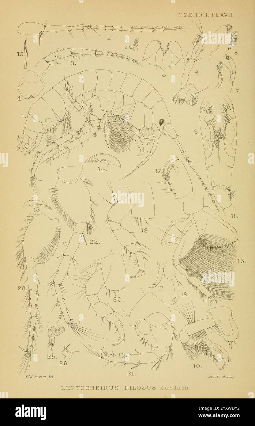 Comprehensive study of crustacean morphology hi-res stock photography ...