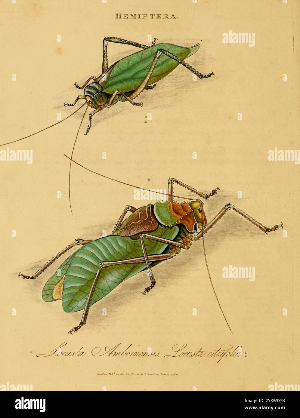 Arthropod daily science art hi-res stock photography and images - Alamy
