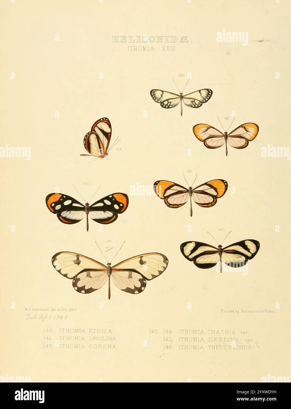 Diverse wing shapes hi-res stock photography and images - Alamy