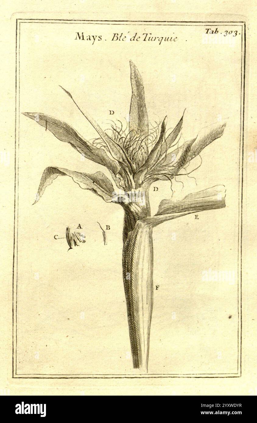 Joseph Pitton de Tournefort Institutiones rei herbariae Parisiis E ...