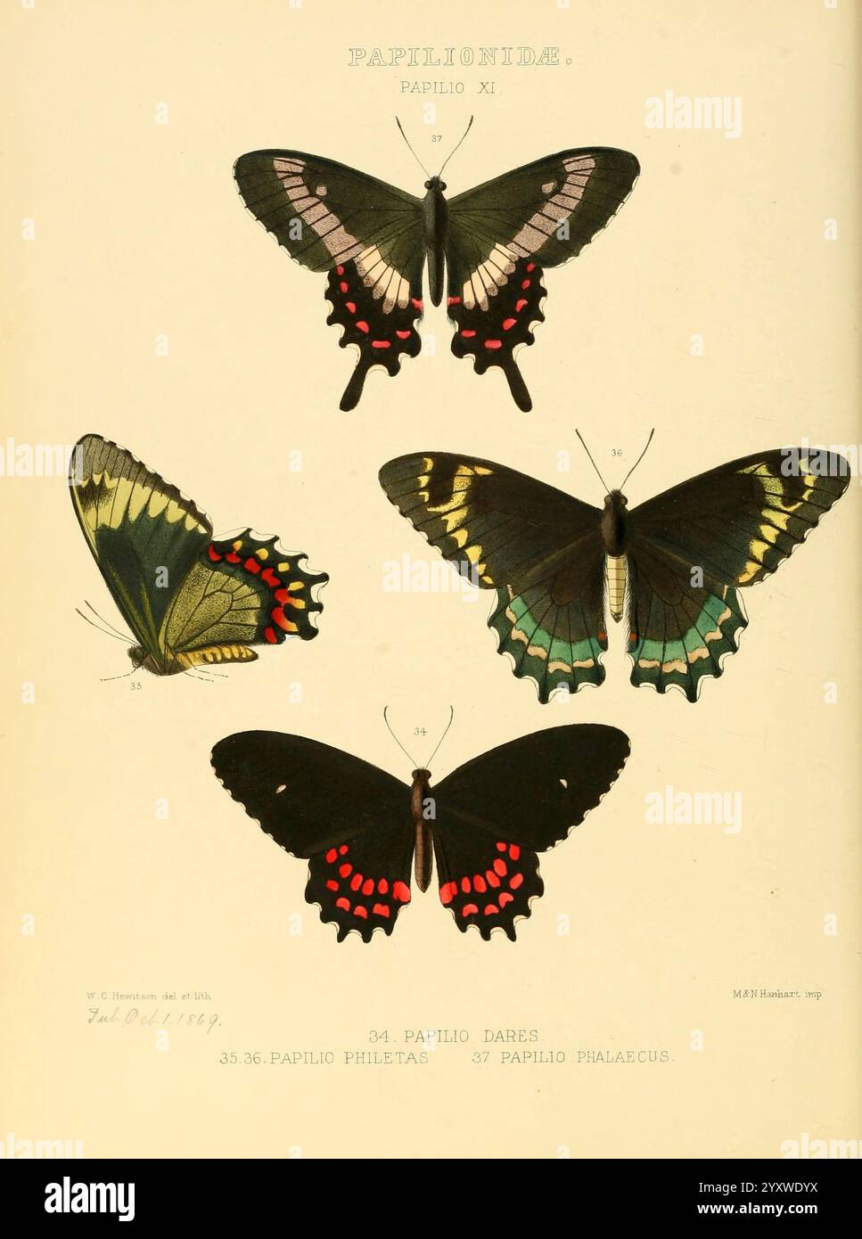 Emphasizing scientific classification hi-res stock photography and ...