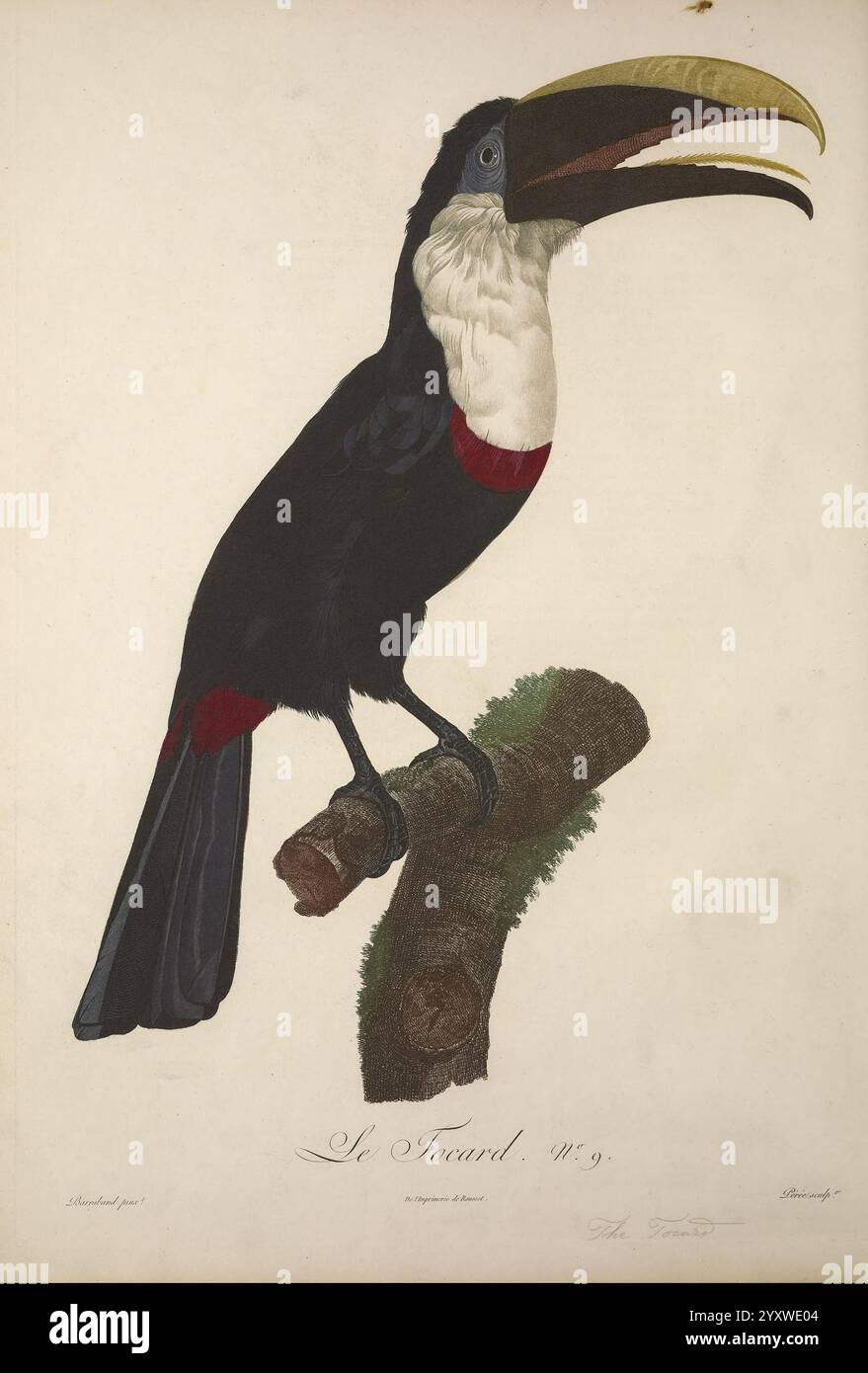 Histoire naturelle des oiseaux de paradis et des rolliers, Paris, Chez ...