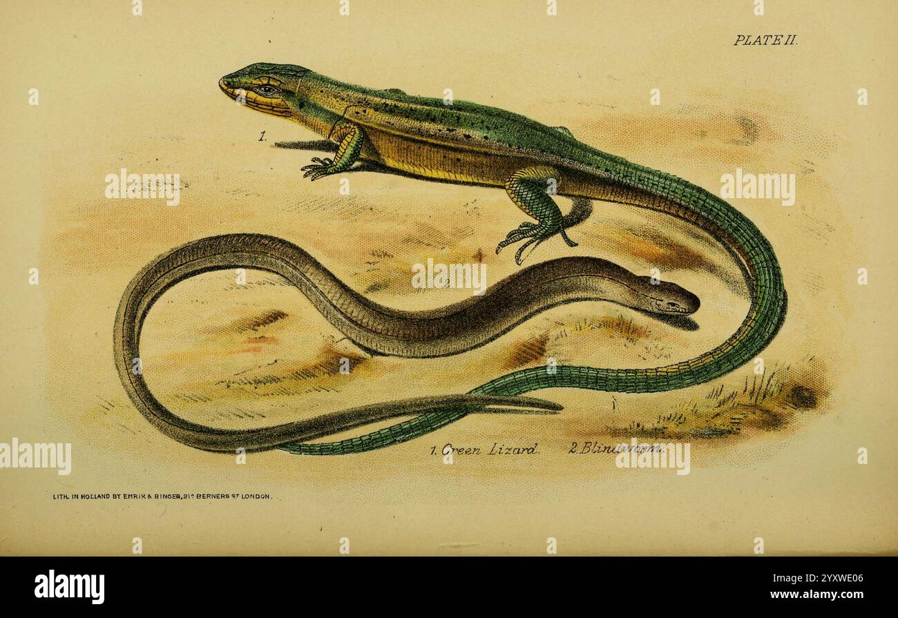 Our reptiles and batrachians London, W. H. Allen & Co, Limited, 1893 ...
