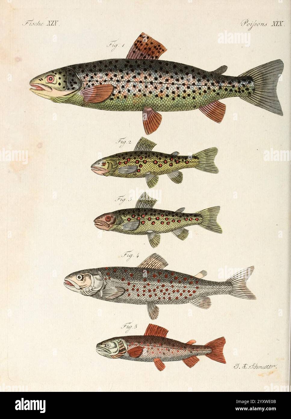 Referencing specific identification details hi-res stock photography ...