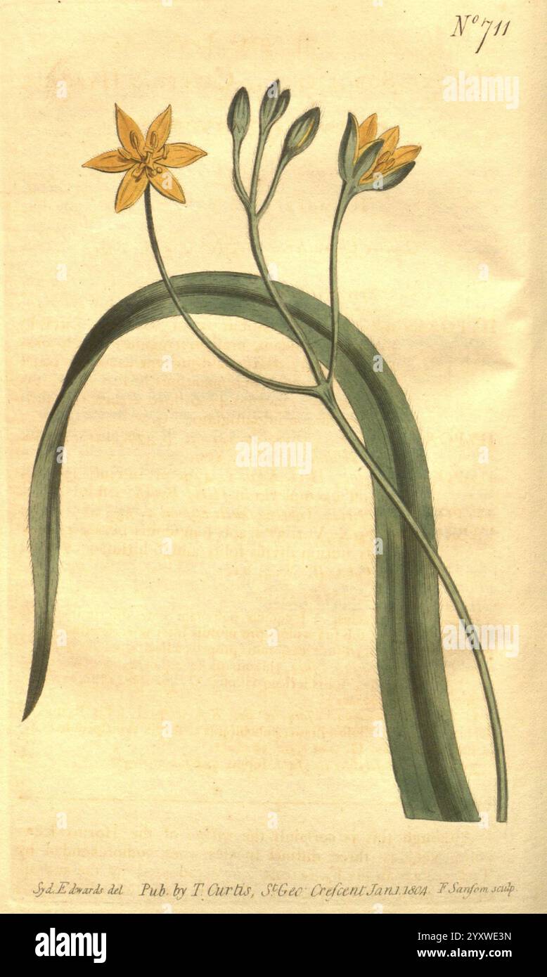 Botany periodicals pictorial works curtis hypoxis sobolifera tax hi-res ...