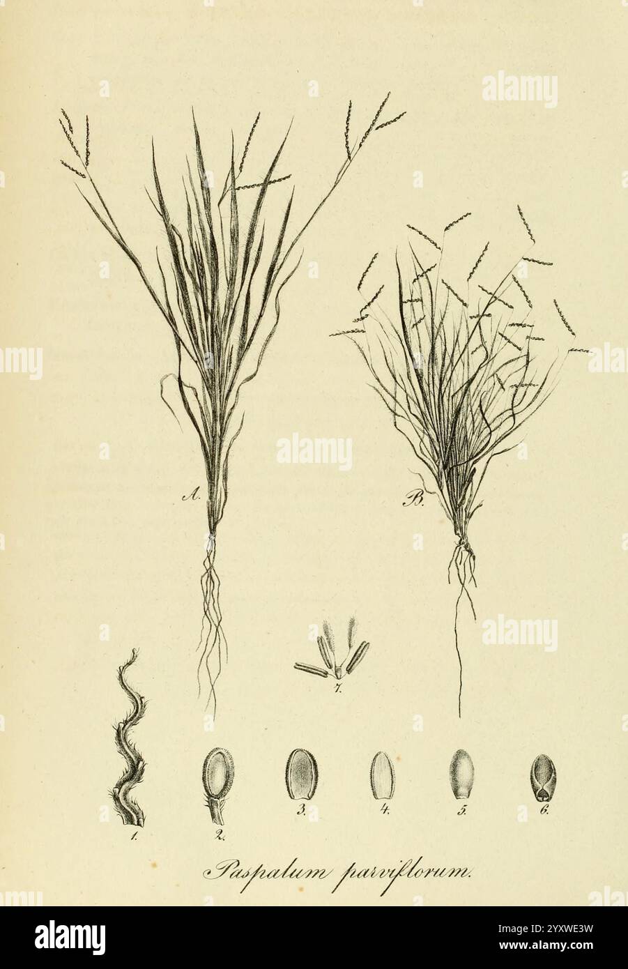Detailed root structures hi-res stock photography and images - Alamy