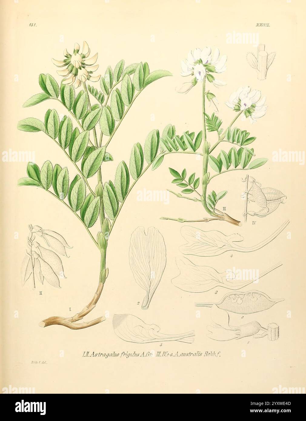 Right showcases multiple leaves hi-res stock photography and images - Alamy