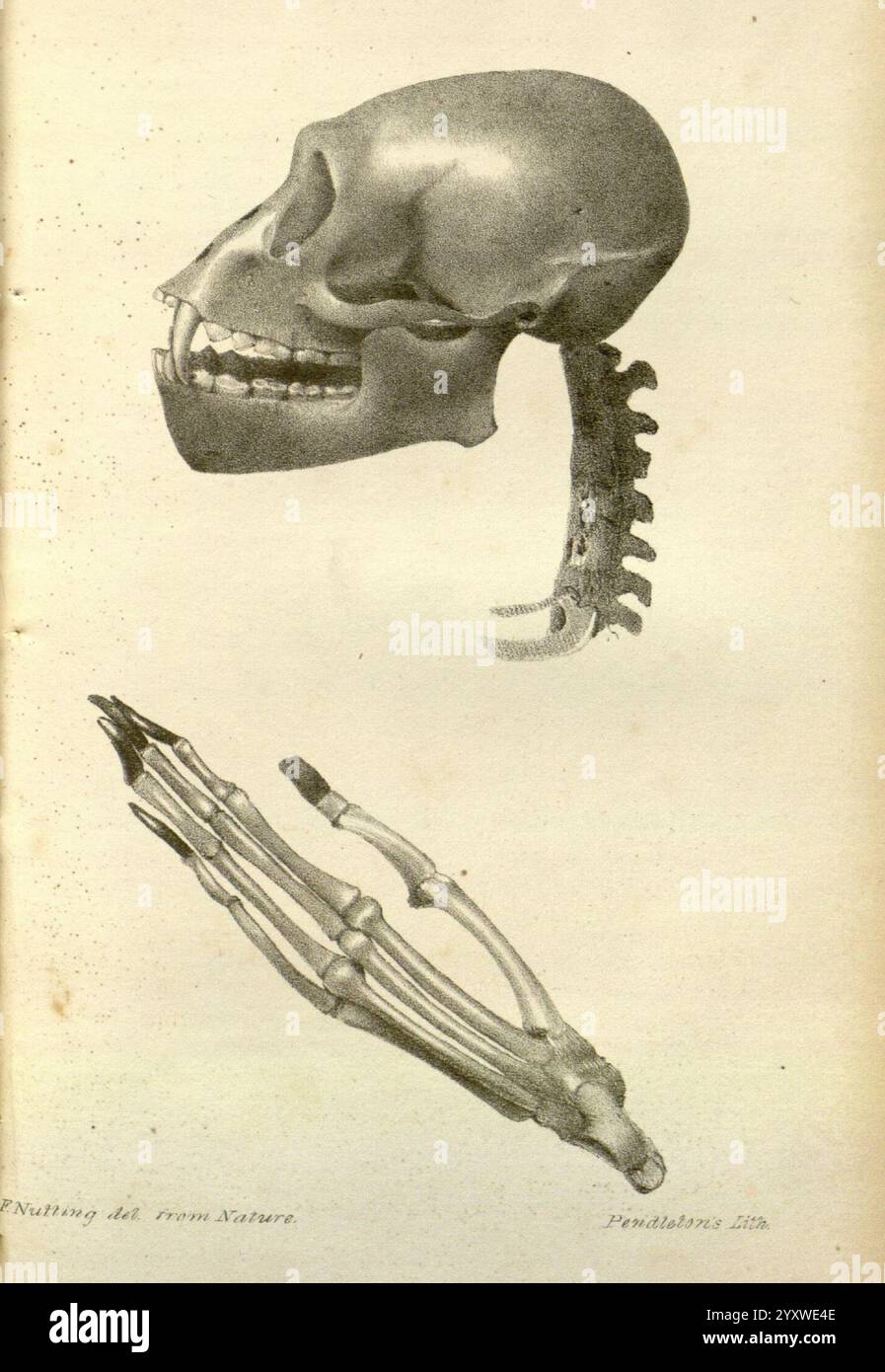 Understanding human skeletal structure hi-res stock photography and ...