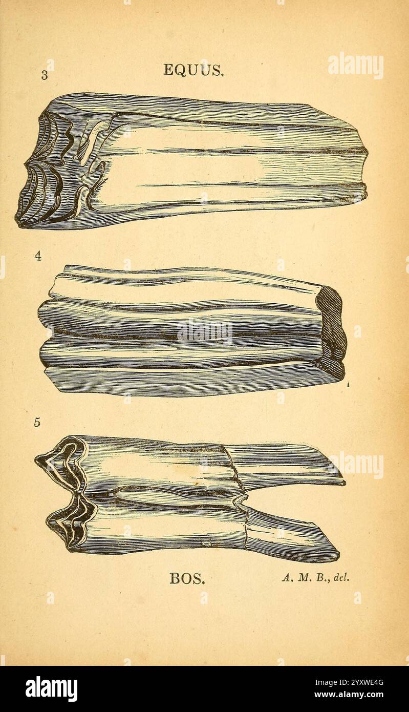 The natural history of South Devon, Plymouth, Printed and published by ...