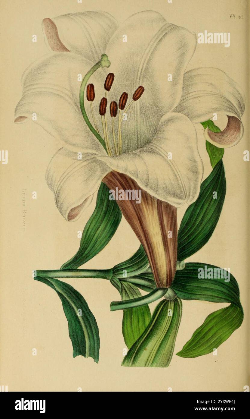 Central structure reveals multiple stamens hi-res stock photography and ...