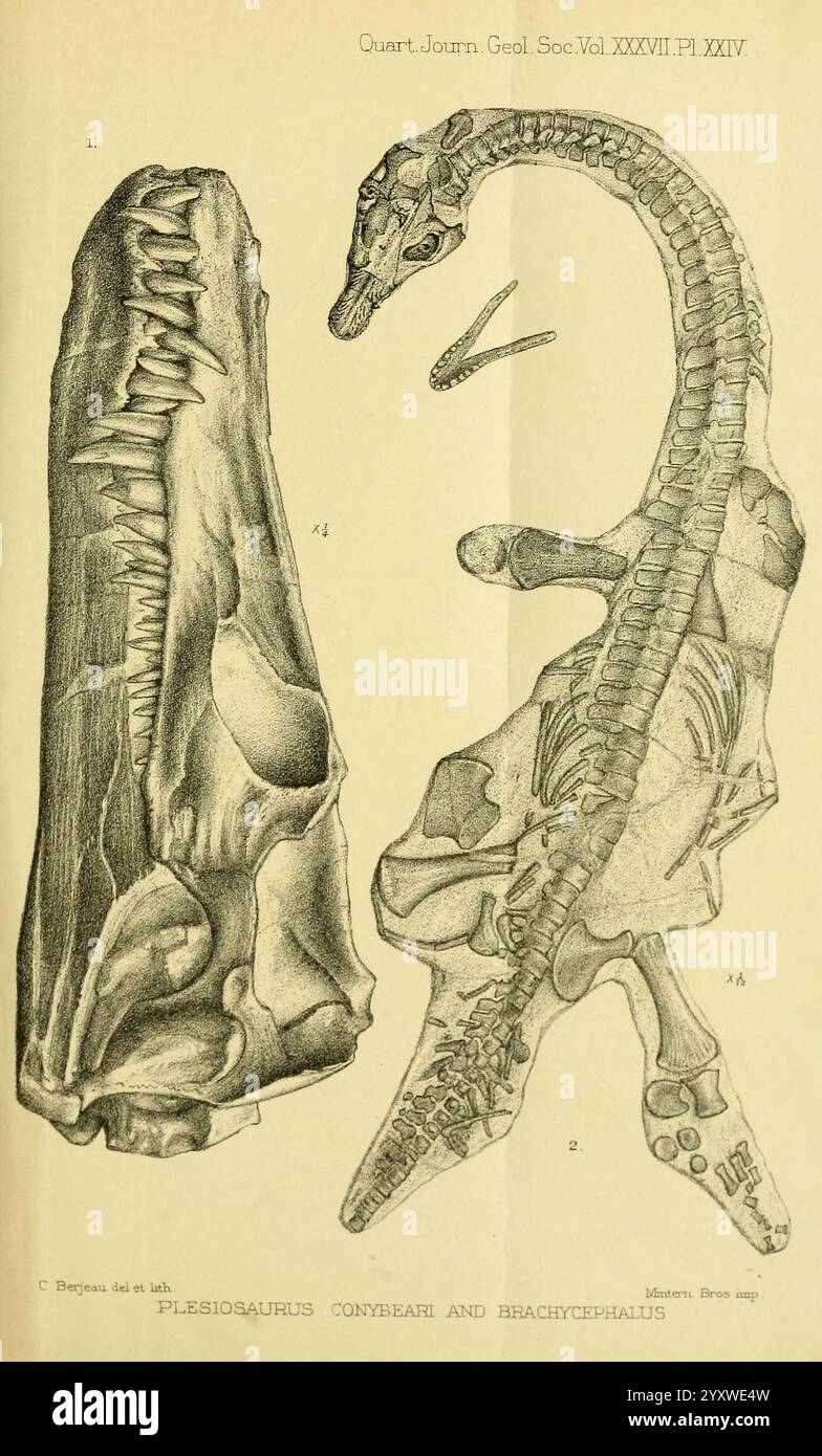 The, Quarterly, journal, of, the, Geological, Society, of, London, v ...