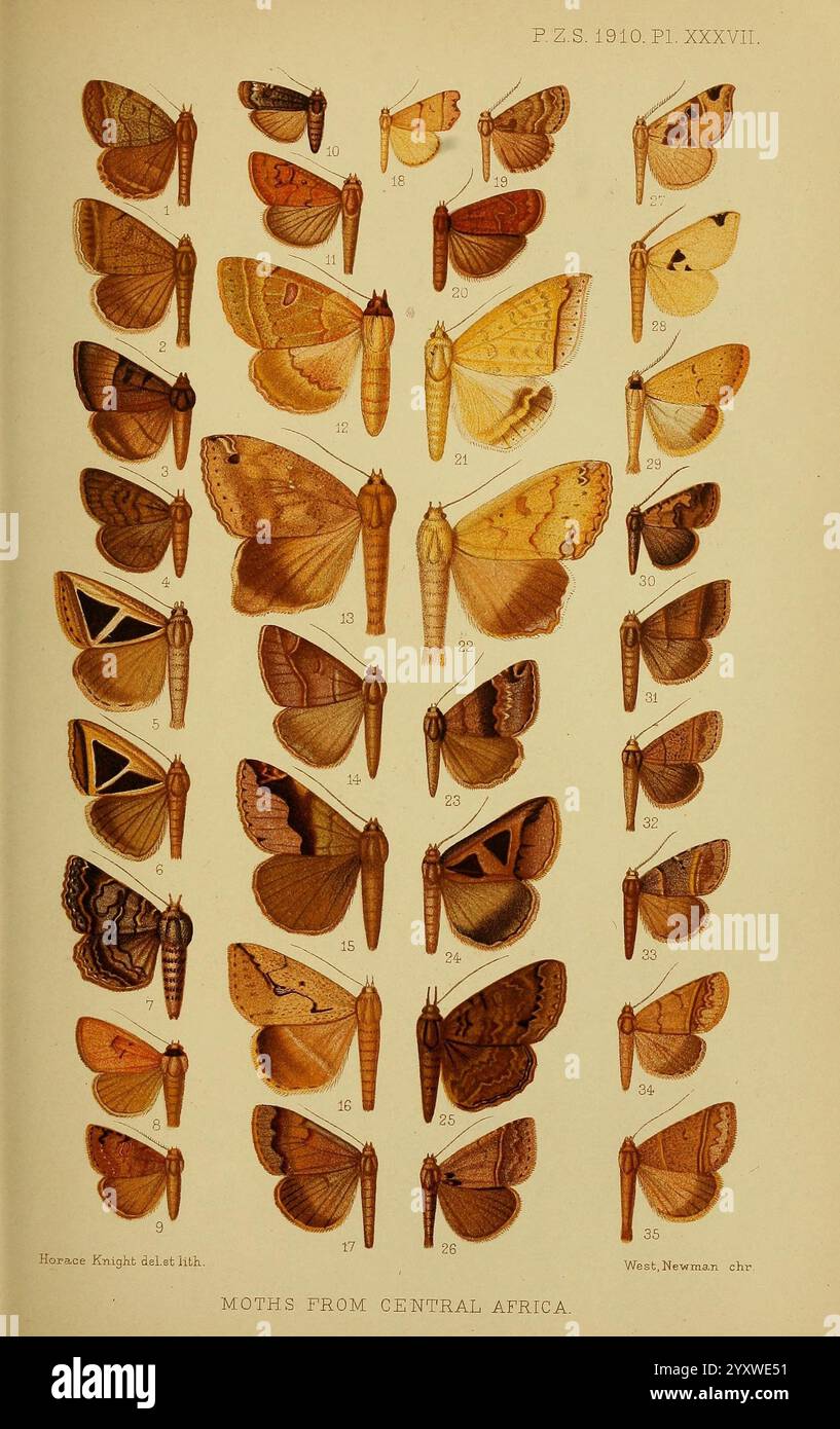 Moths collected hi-res stock photography and images - Alamy