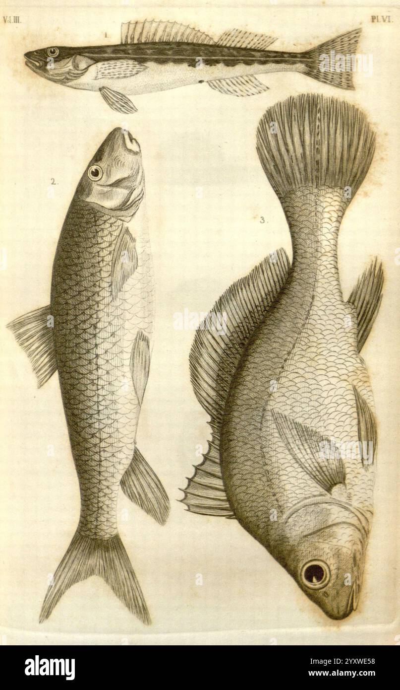 Boston, Journal of Natural History. Boston Society of Natural History ...