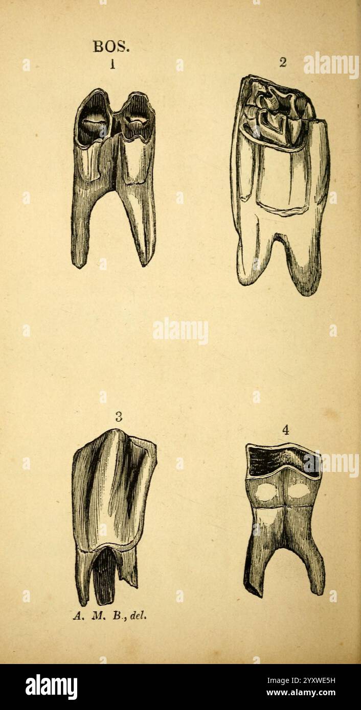 Four detailed sketches hi-res stock photography and images - Alamy