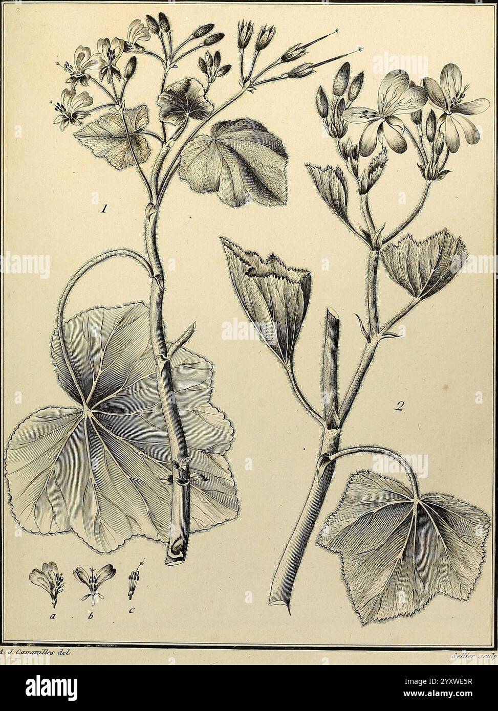 Leaf configurations hi-res stock photography and images - Alamy