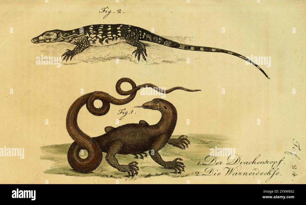 Two distinct reptiles portrayed hi-res stock photography and images - Alamy