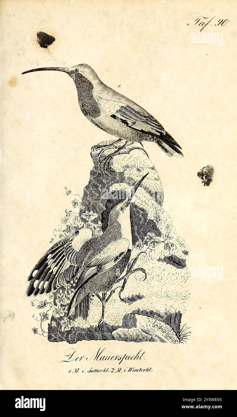 Scene showcases two distinct bird species hi-res stock photography and ...
