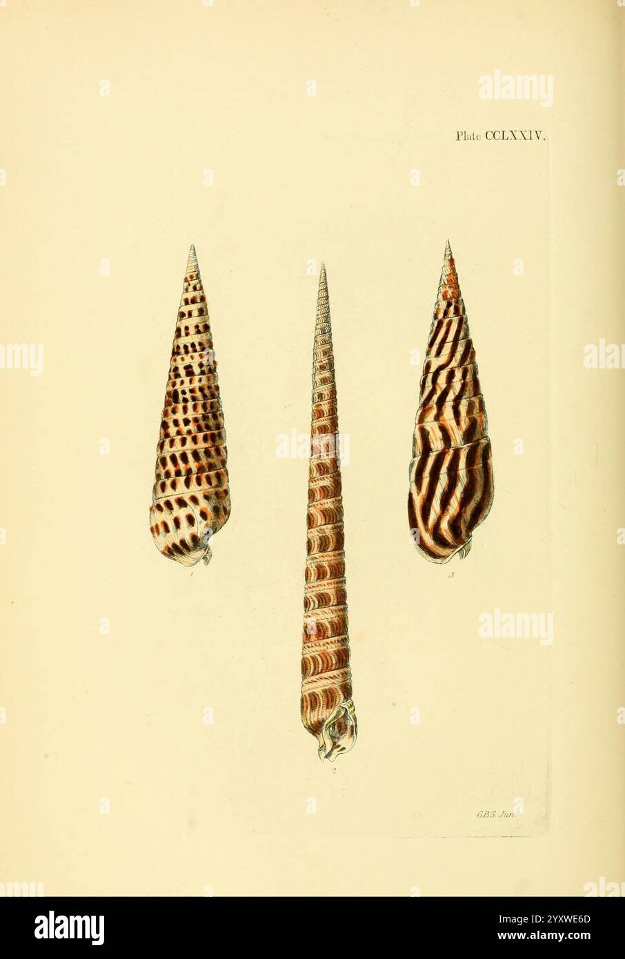 Feature distinct textures hi-res stock photography and images - Alamy