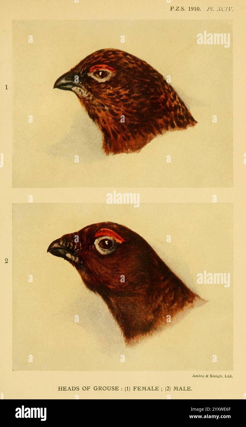 Proceedings of the Zoological Society of London, London, Academic Press ...