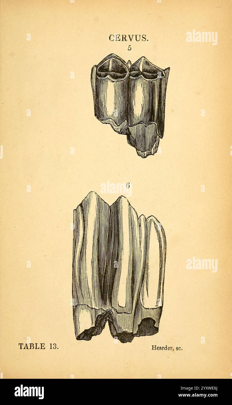 Illustration features two distinct antler fragments labeled hi-res ...