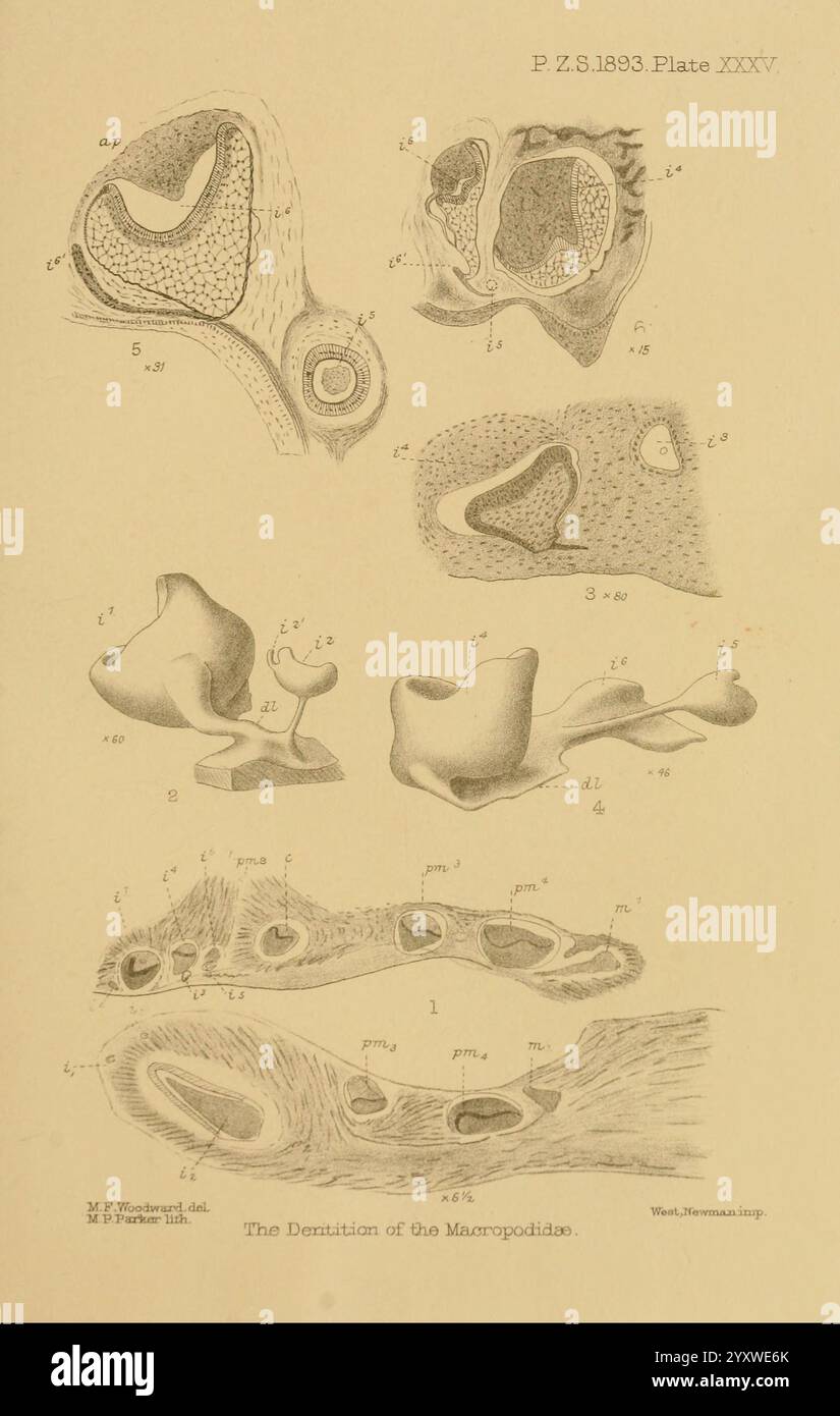 Unique dental adaptations hi-res stock photography and images - Alamy