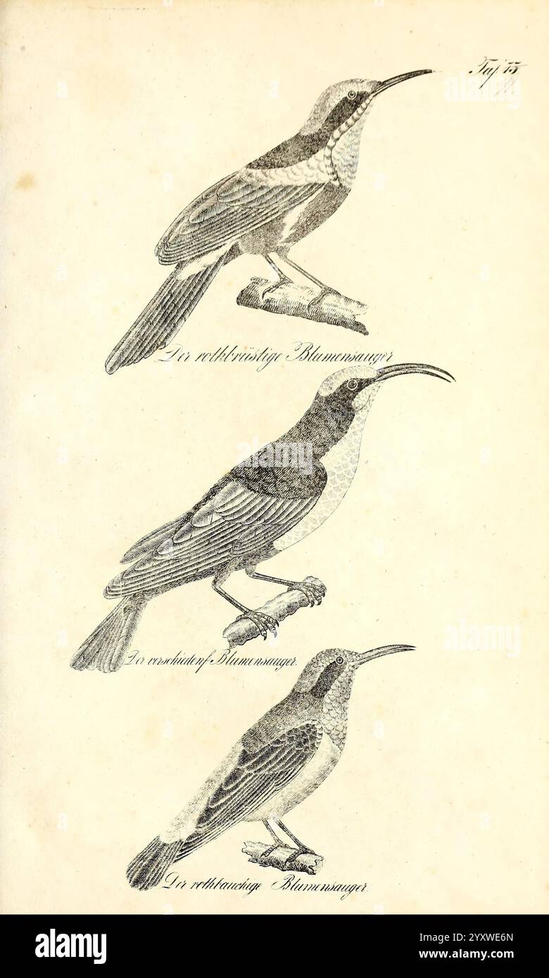 Middle hummingbird displays hi-res stock photography and images - Alamy