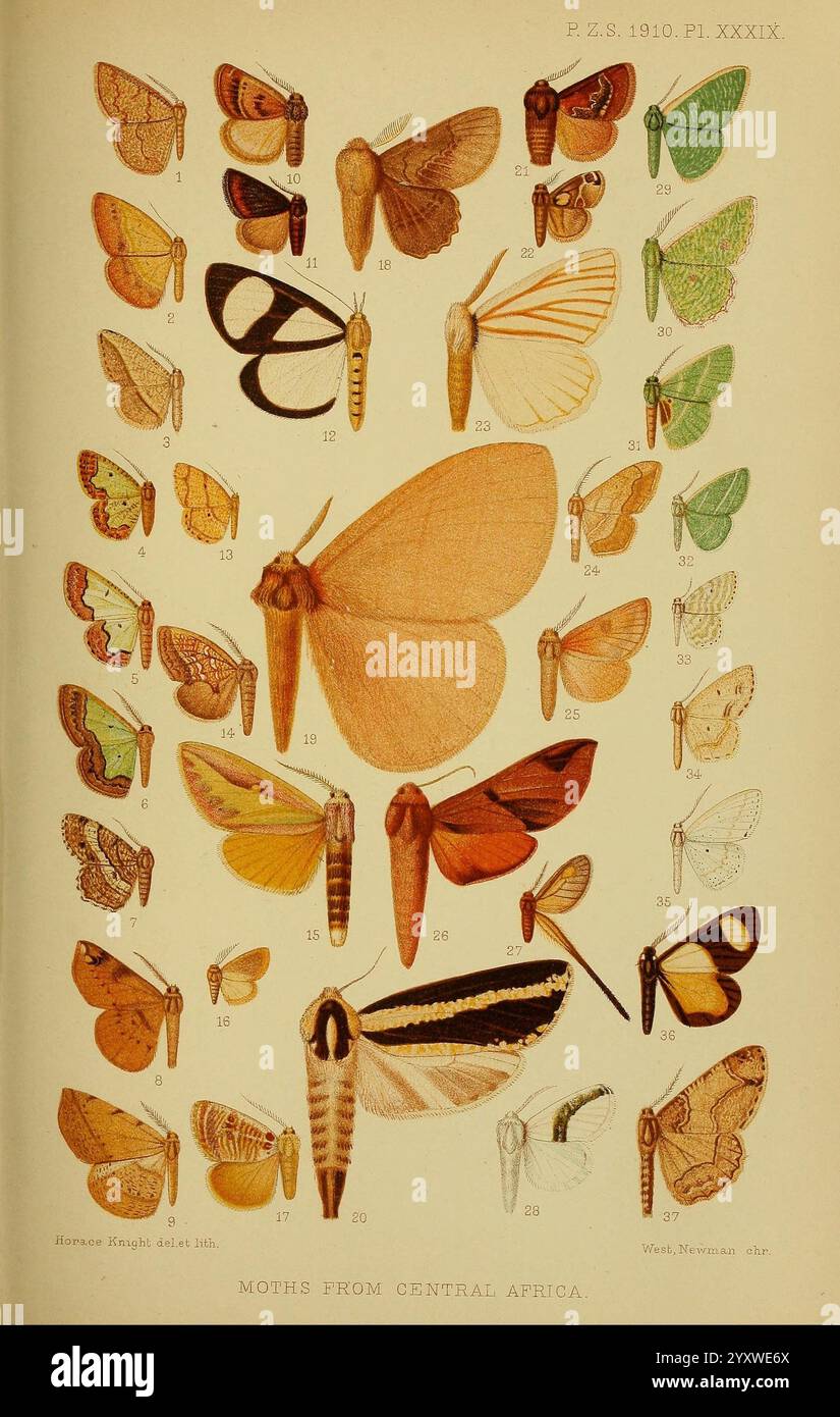 Detailed illustration of various species of moths hi-res stock ...