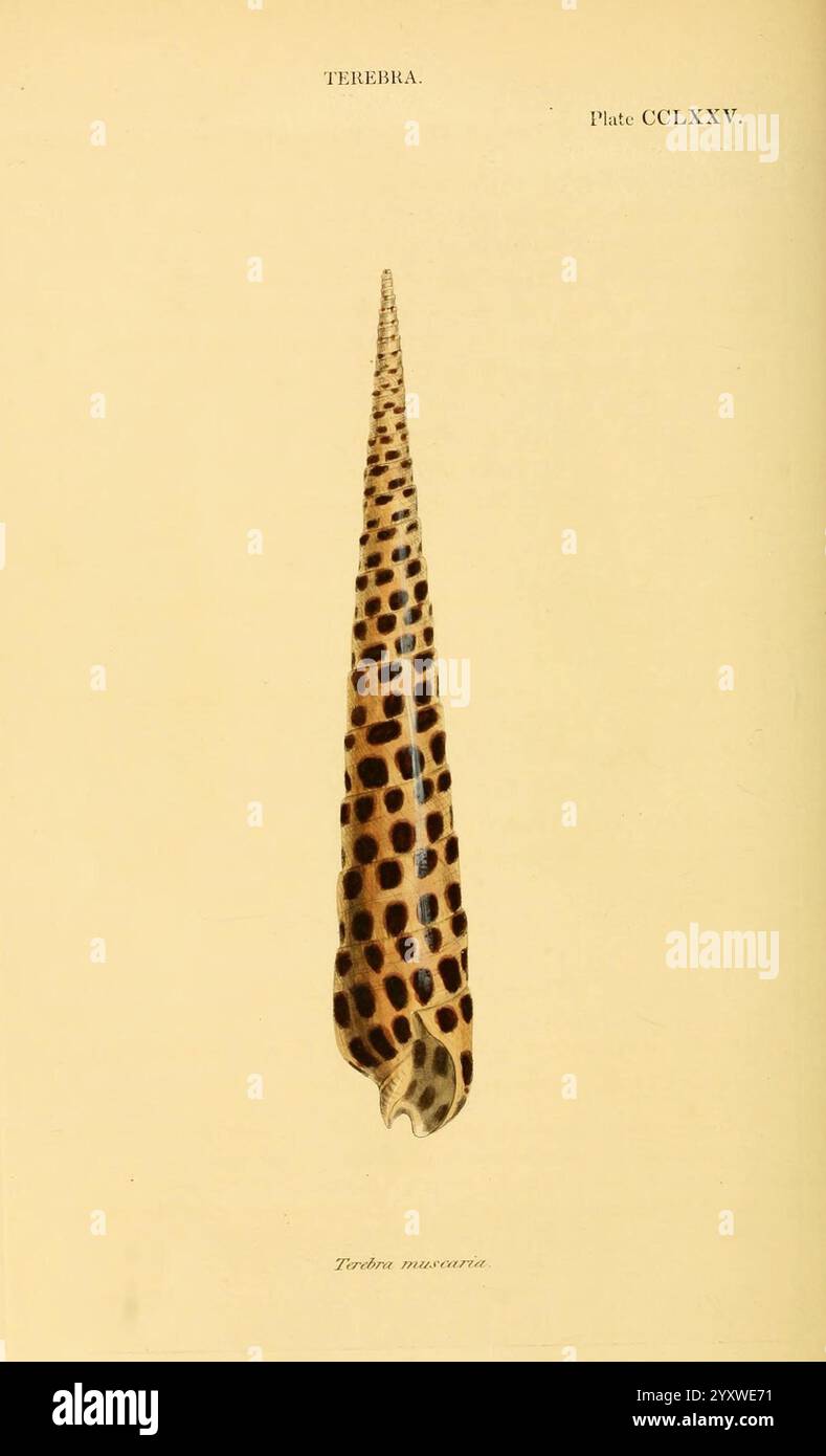 Terebridae family hi-res stock photography and images - Alamy