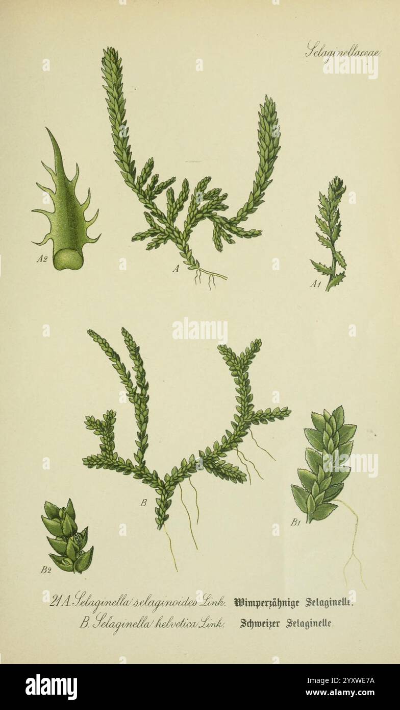 Scientifically labeled hi-res stock photography and images - Alamy