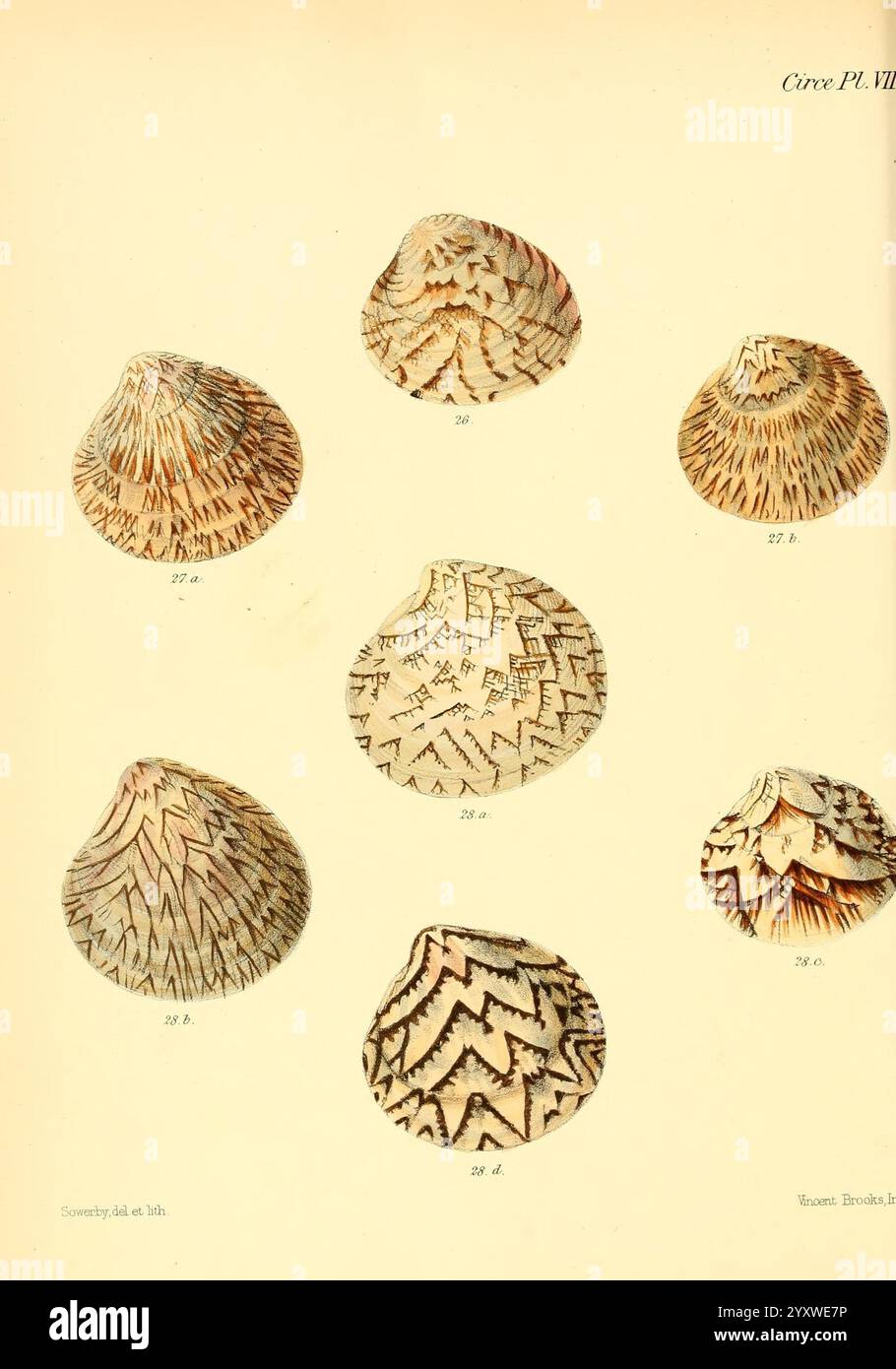 Exhibiting spiral patterns hi-res stock photography and images - Alamy