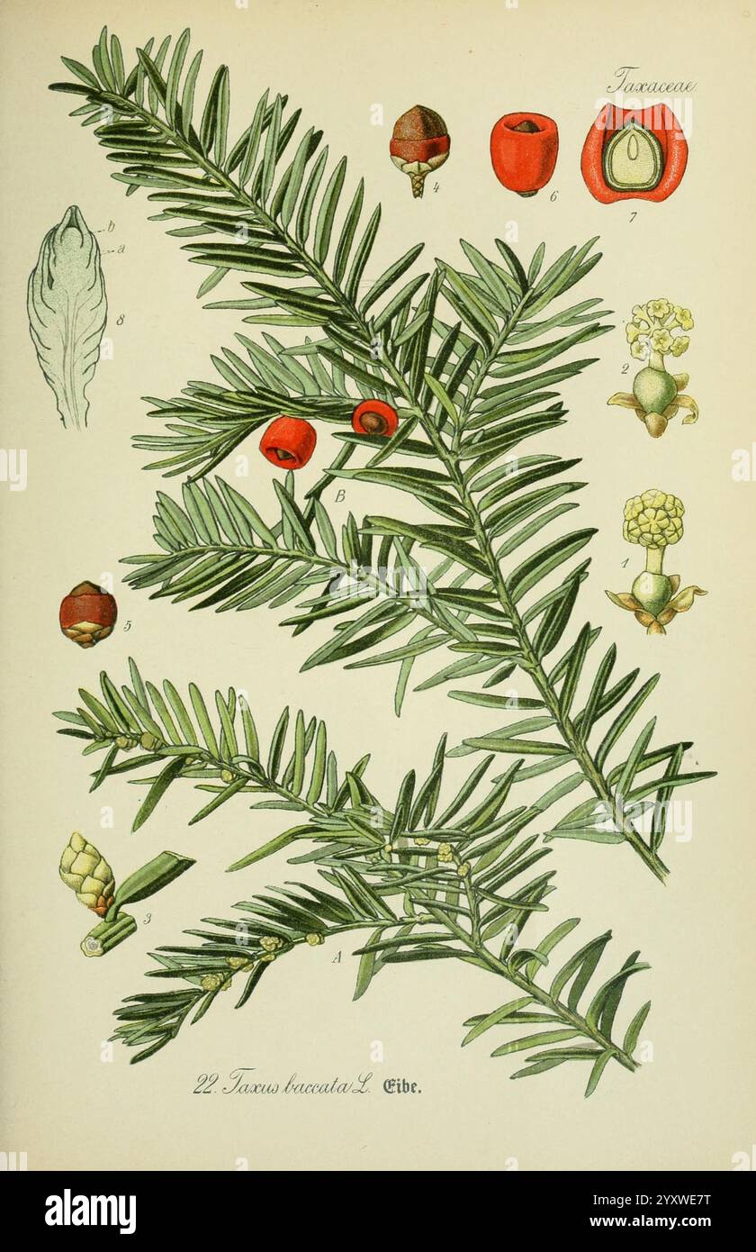 Trees reproductive stages hi-res stock photography and images - Alamy