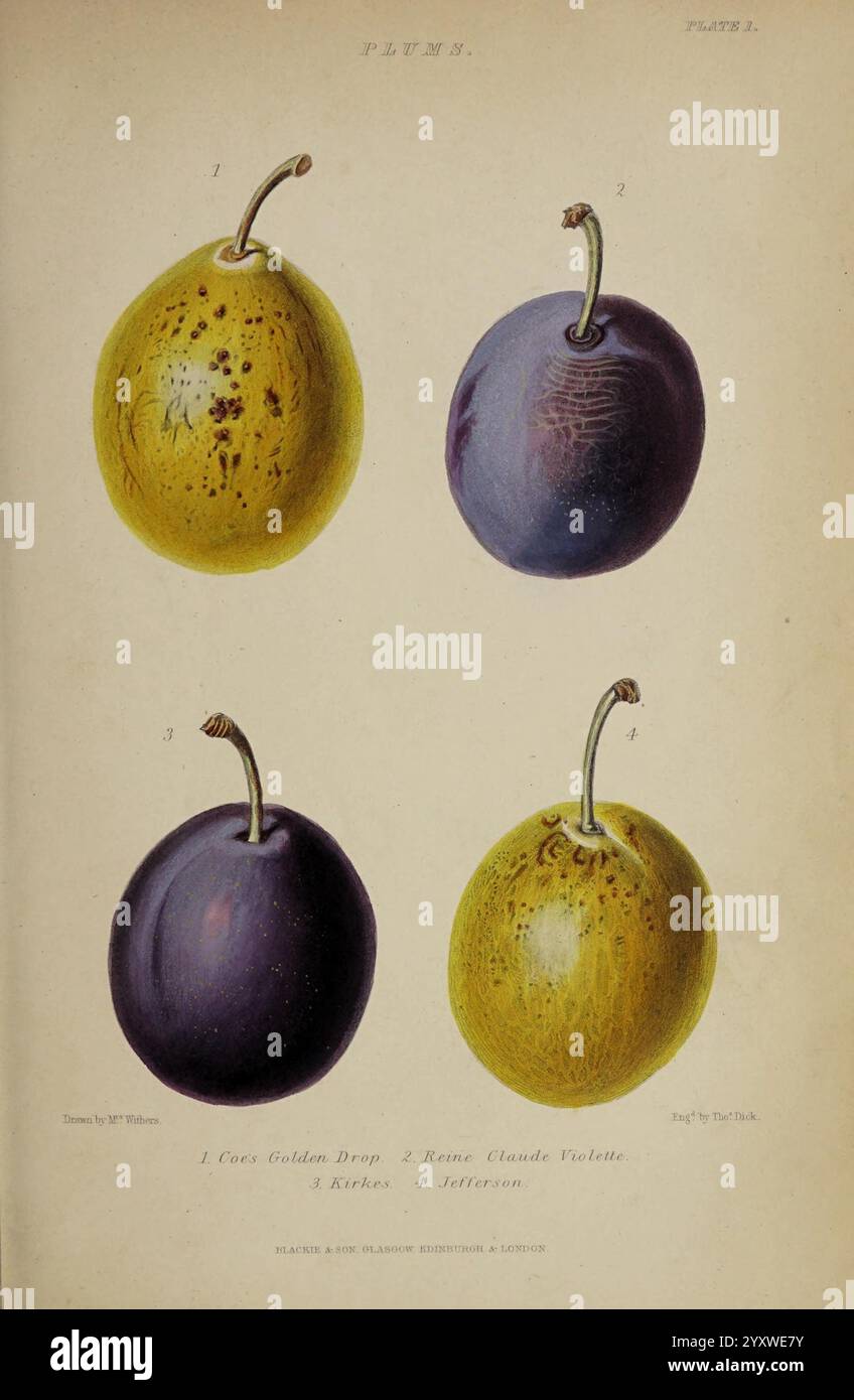 Fourth plum hi-res stock photography and images - Alamy