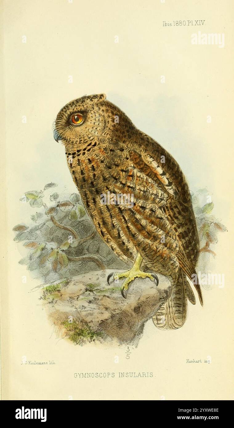 Portrayed perched hi-res stock photography and images - Alamy