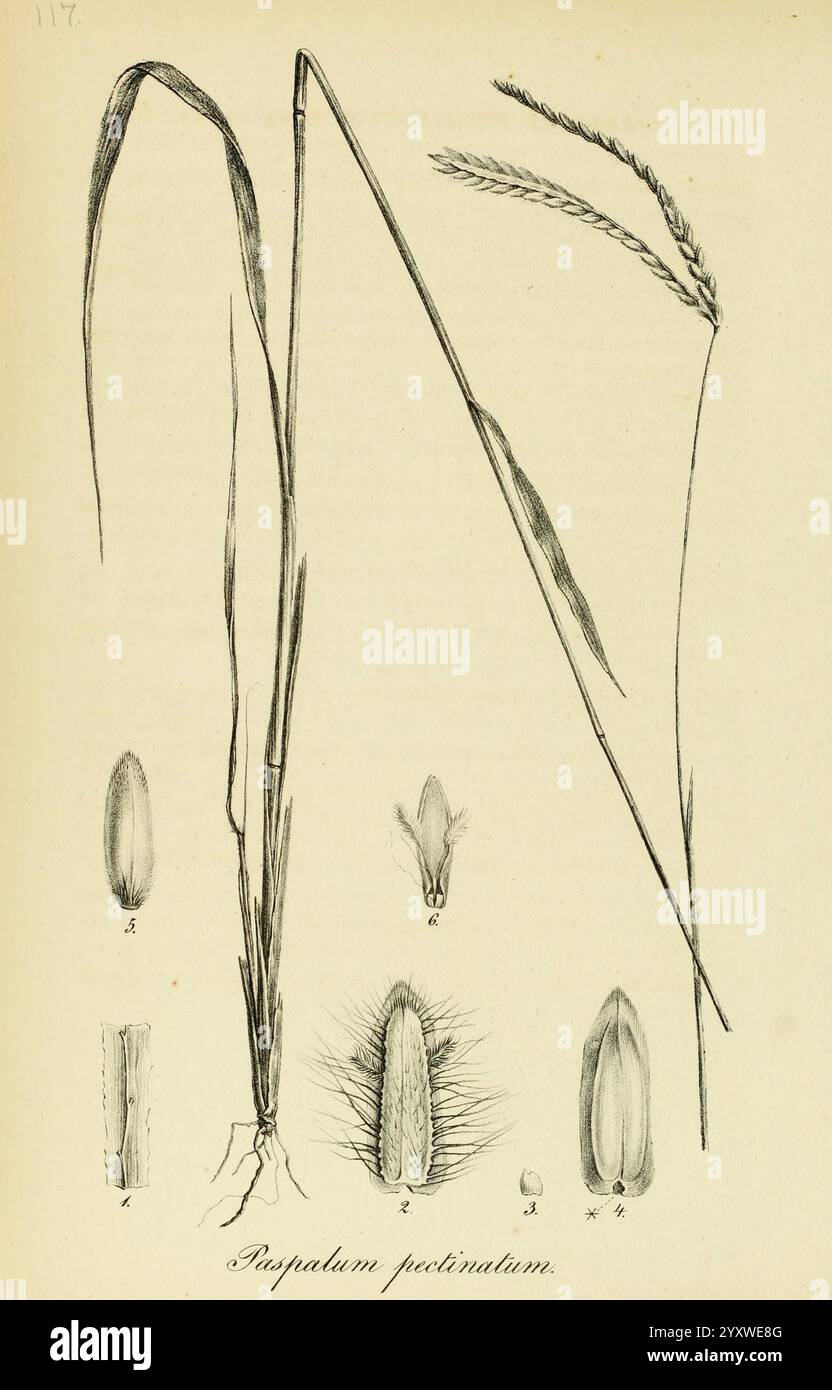 Paspalum pectinatum hi-res stock photography and images - Alamy