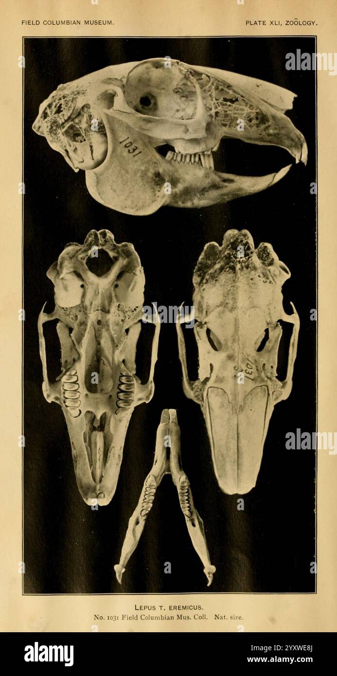 The land and sea mammals of Middle America and the West Indies. Chicago ...