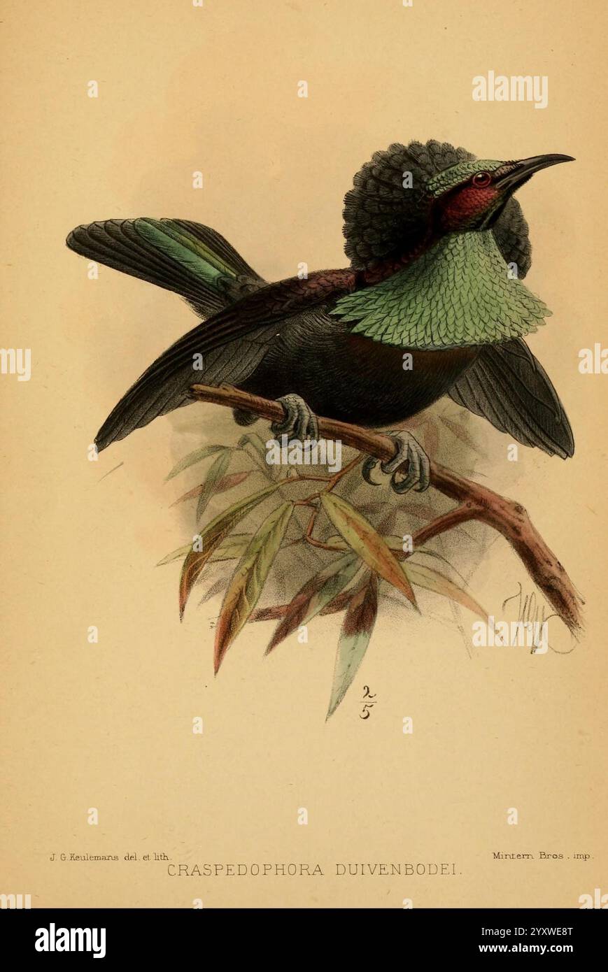 Ibis, London, Published for the British Ornithologists' Union by ...