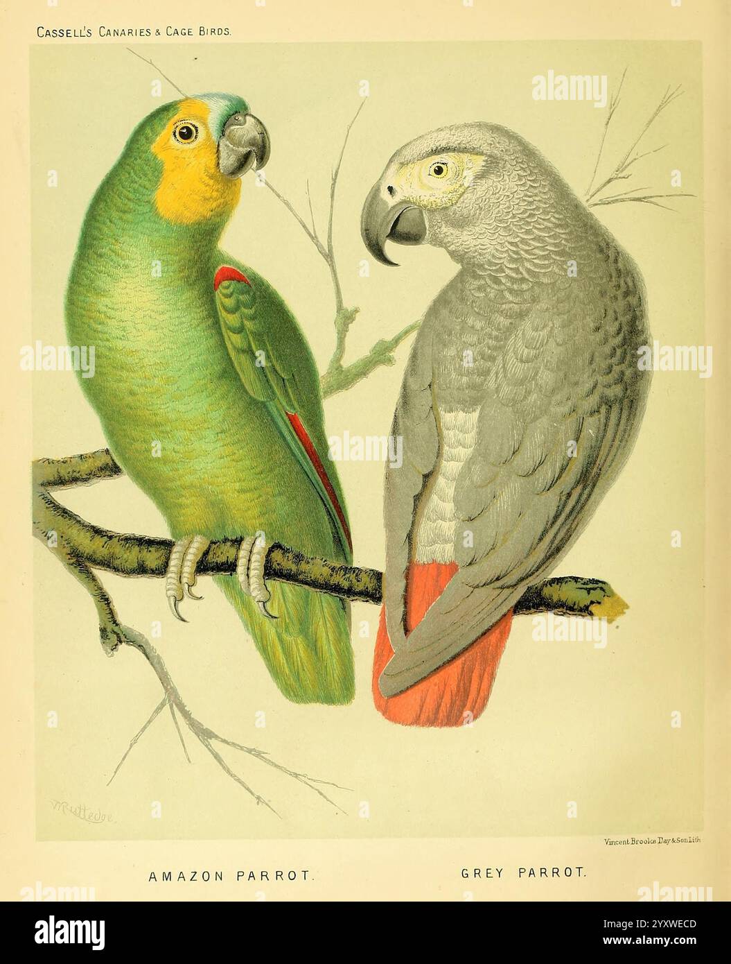 Grey parrot exhibits hi-res stock photography and images - Alamy