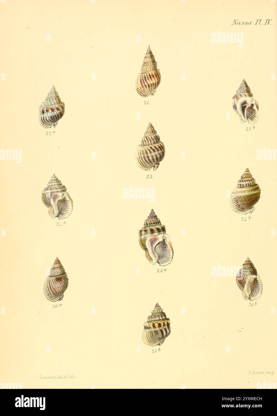 Featuring prominent ridges hi-res stock photography and images - Alamy