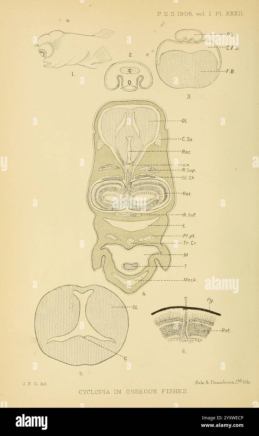 Proceedings of the Zoological Society of London, London, Academic Press ...