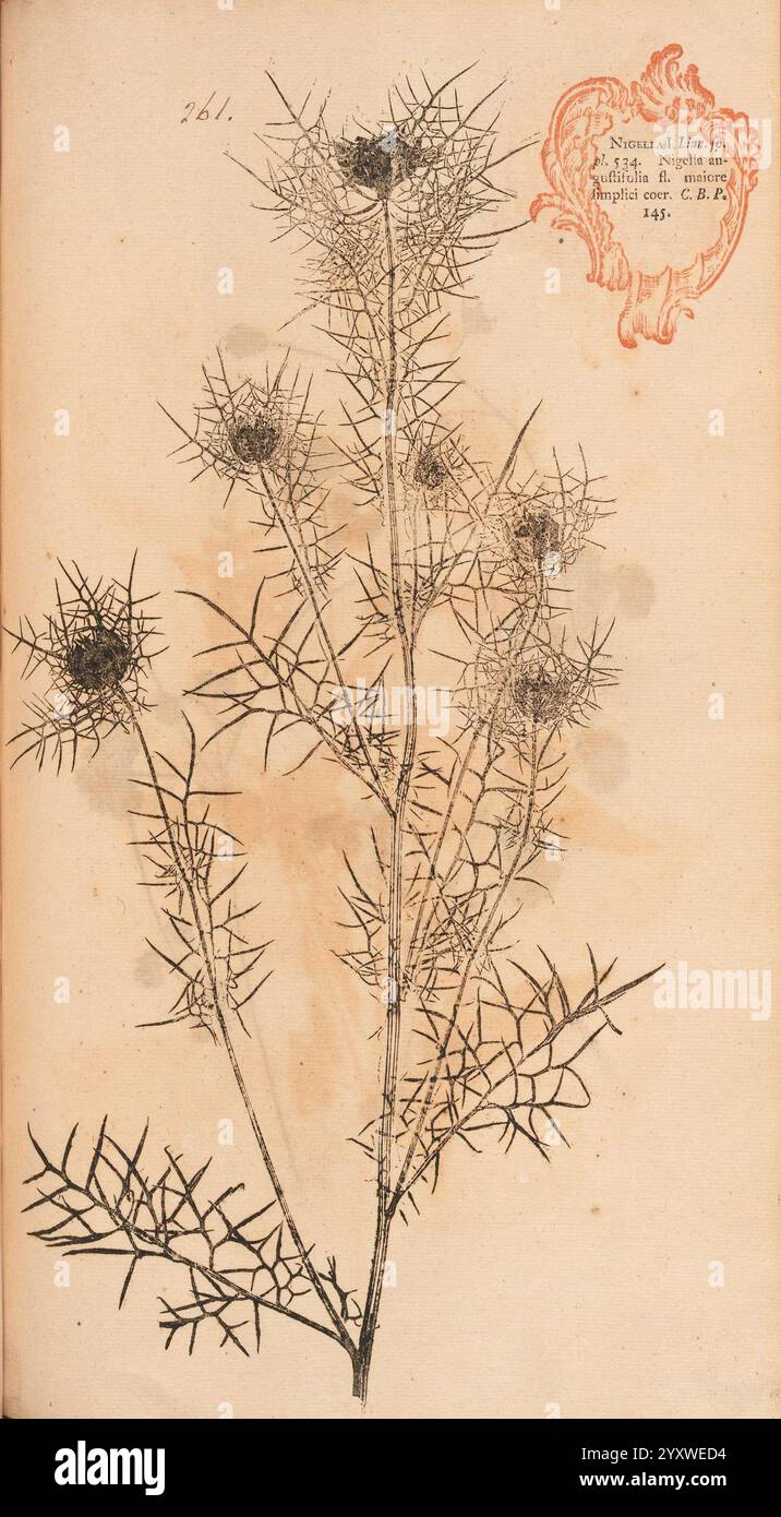 Flora Berolinensis, Berlin, Die Schule, 1757-1758, Nigella damascena ...