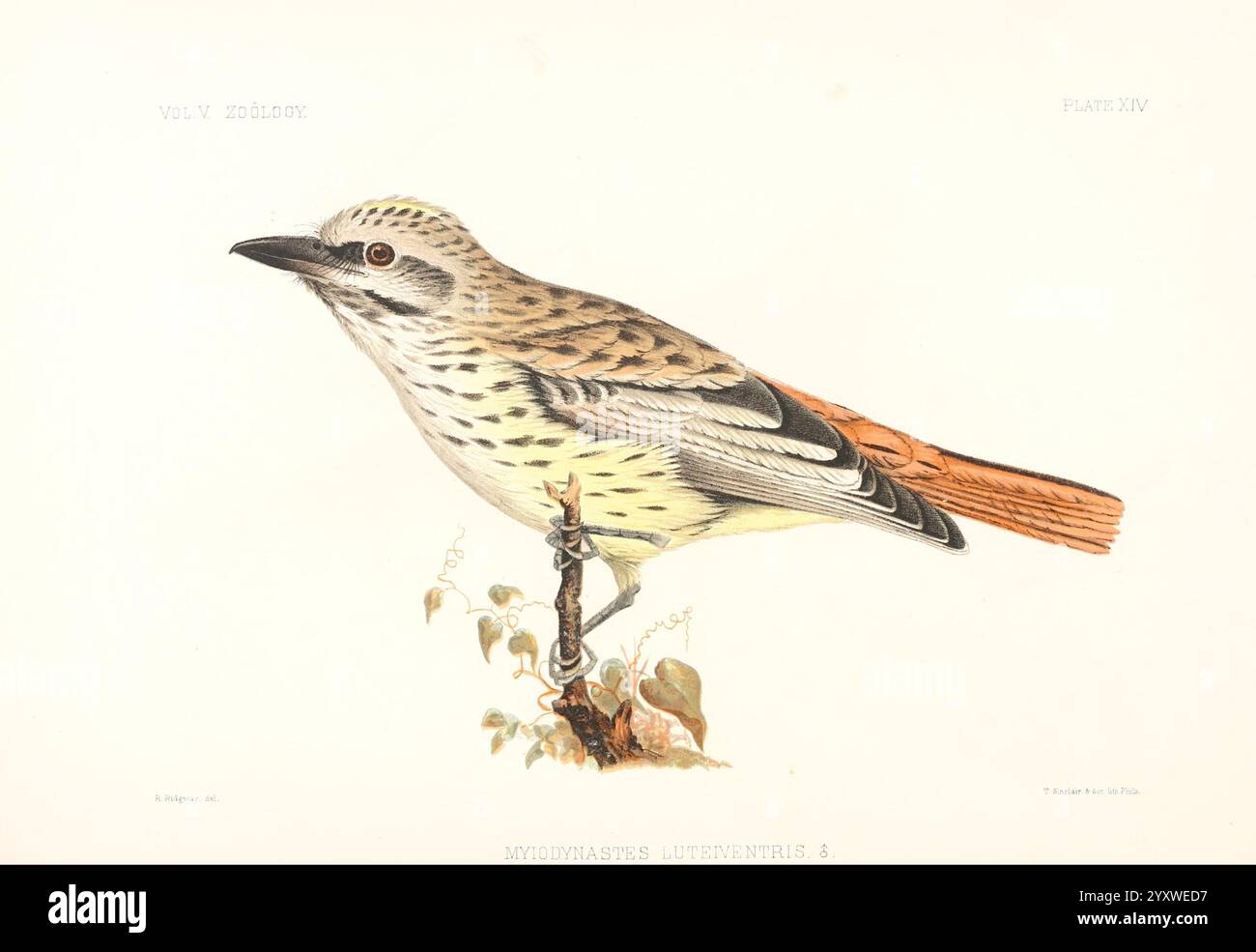 Showcasing elegant feather patterns hi-res stock photography and images ...