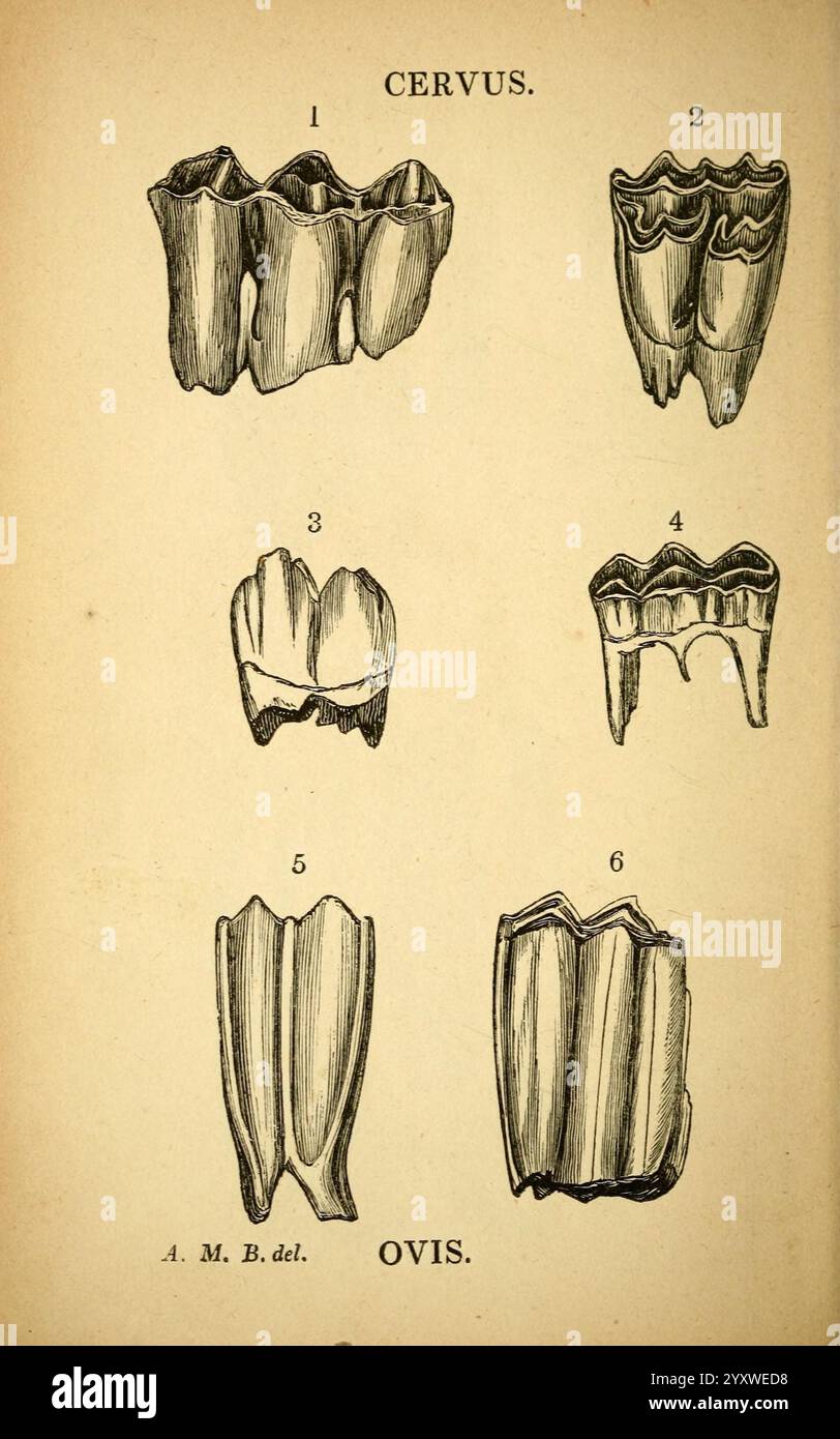 Various dental patterns belonging hi-res stock photography and images ...