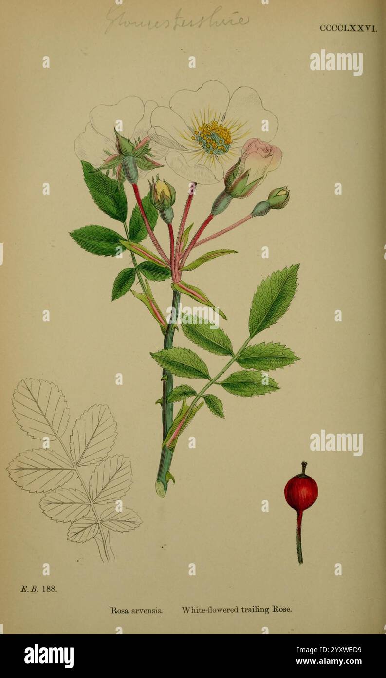 Pale outline edges hi-res stock photography and images - Alamy