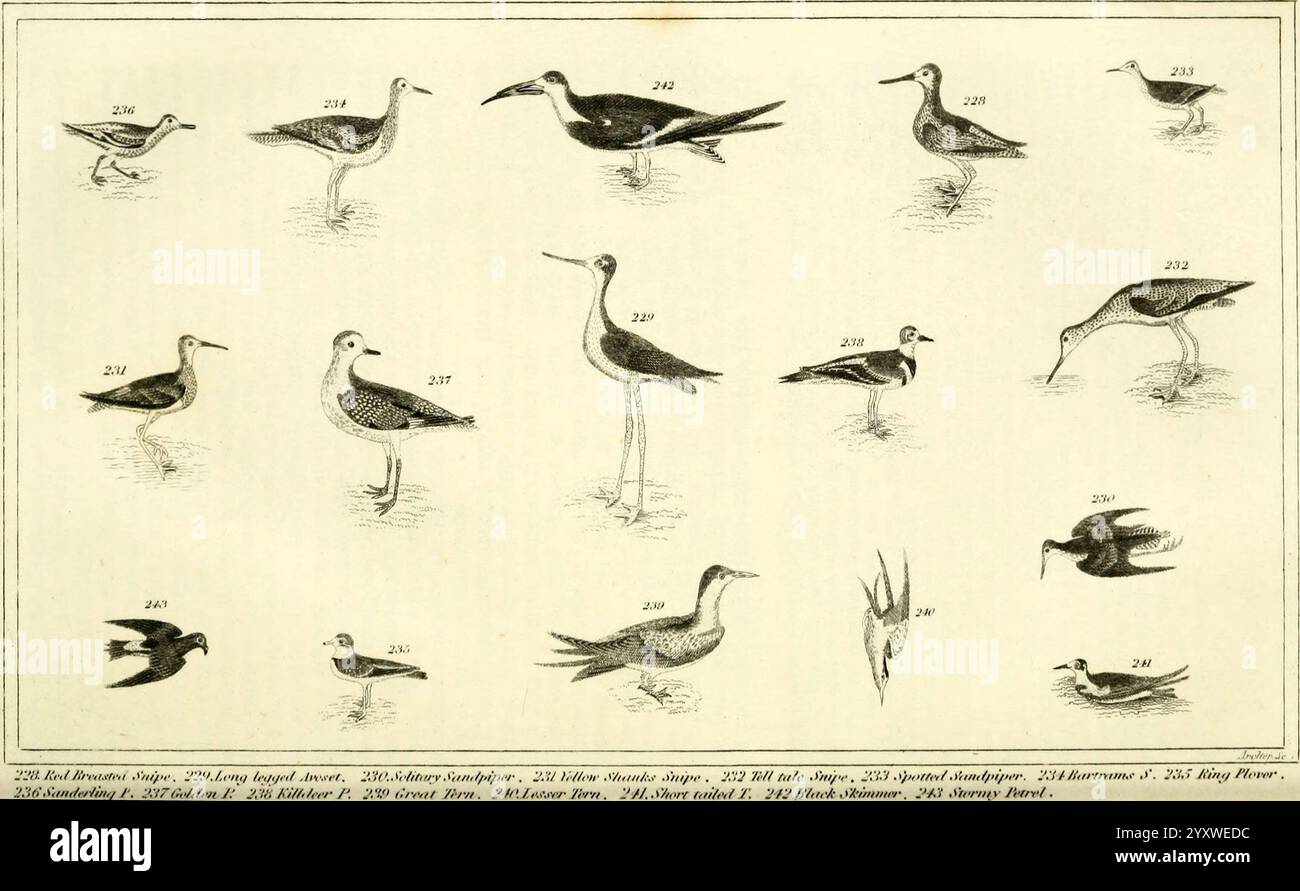 Wilson's, American, ornithology, Boston, Otis, Broaders, and, Co, 1840 ...