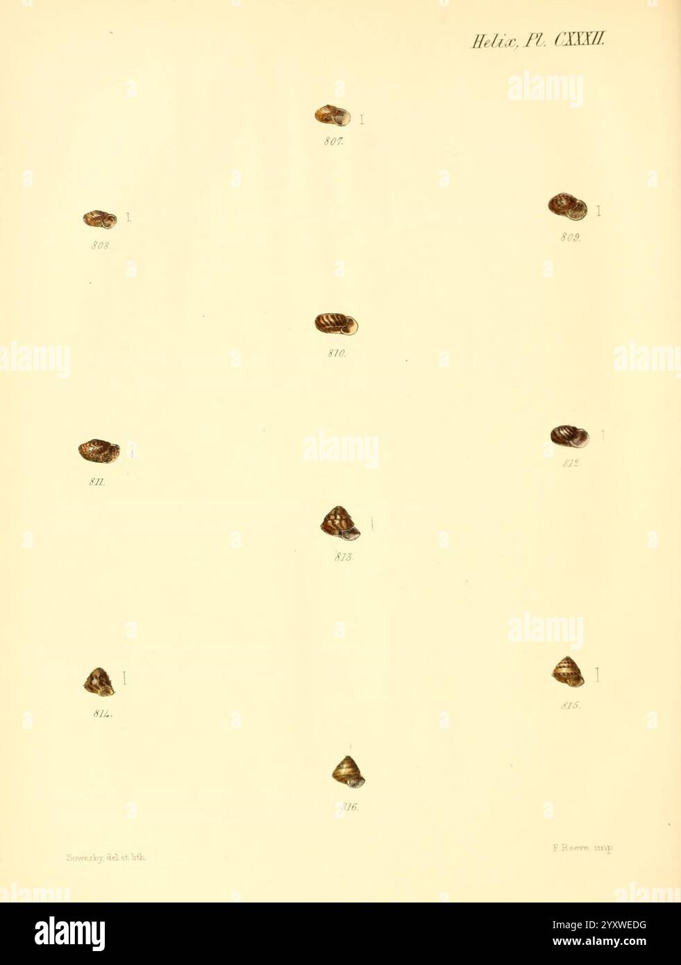 Conchologia Iconica, or Illustrations of the Shells of Molluscous ...