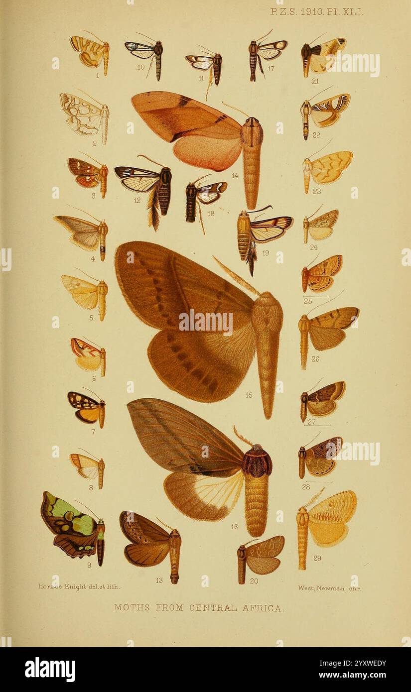 Smaller moths hi-res stock photography and images - Alamy