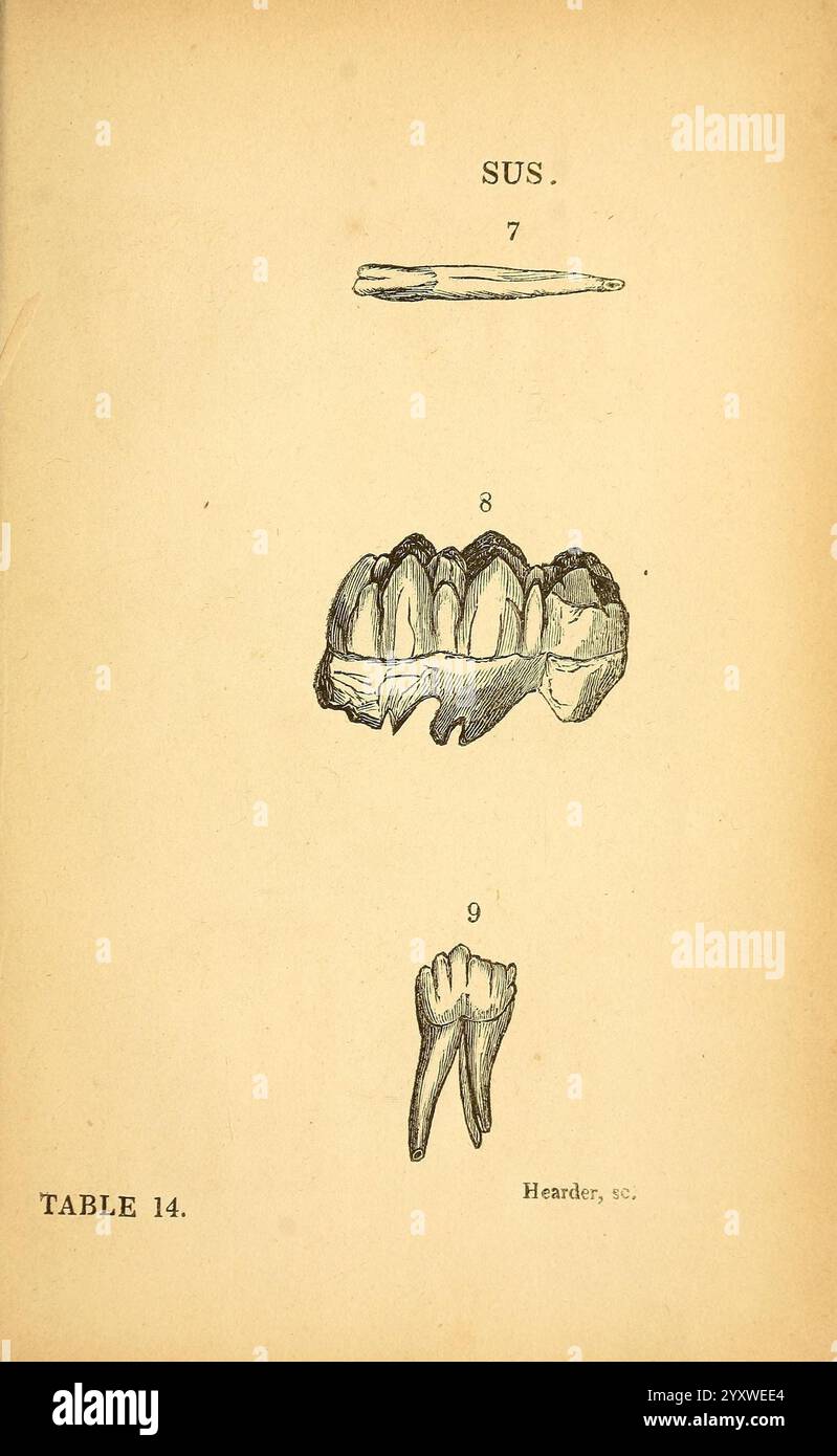 Illustration features three distinct dental specimens labeled hi-res ...