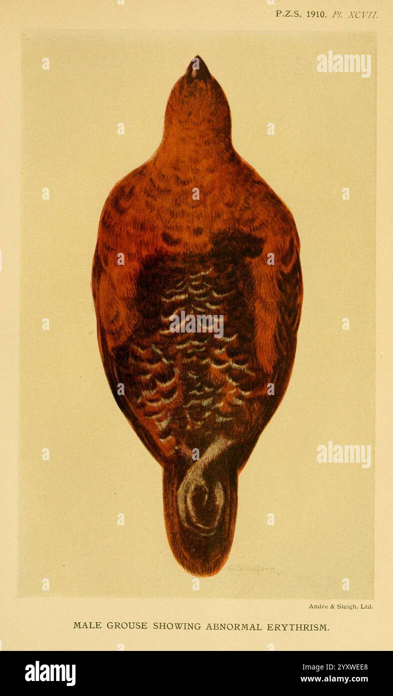 Significance of anatomy in zoological studies hi-res stock photography ...