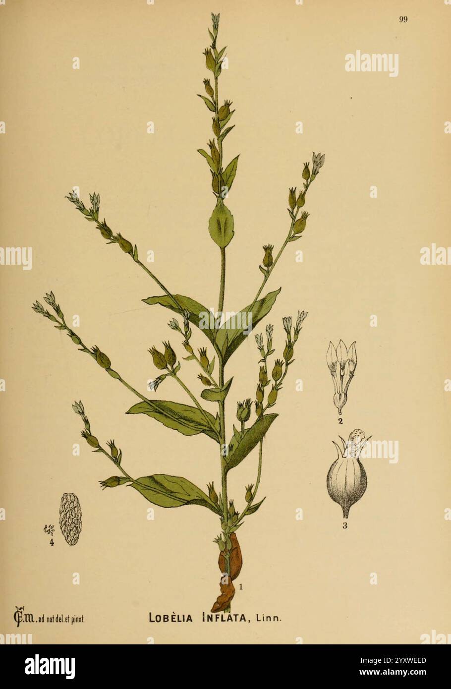 American Medicinal Plants New York Boericke and Tafel c1887 Botany ...